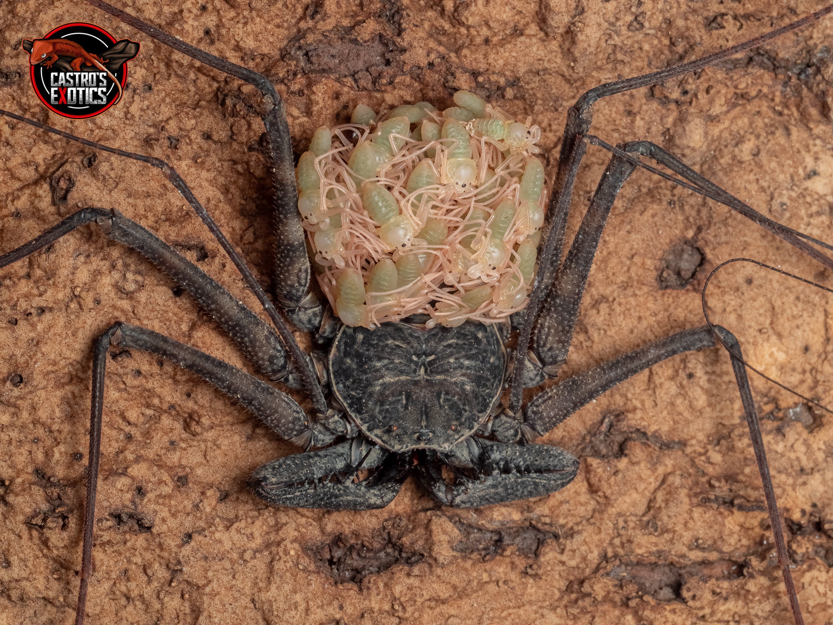 AMBLYPYGI – Castro's Exotics
