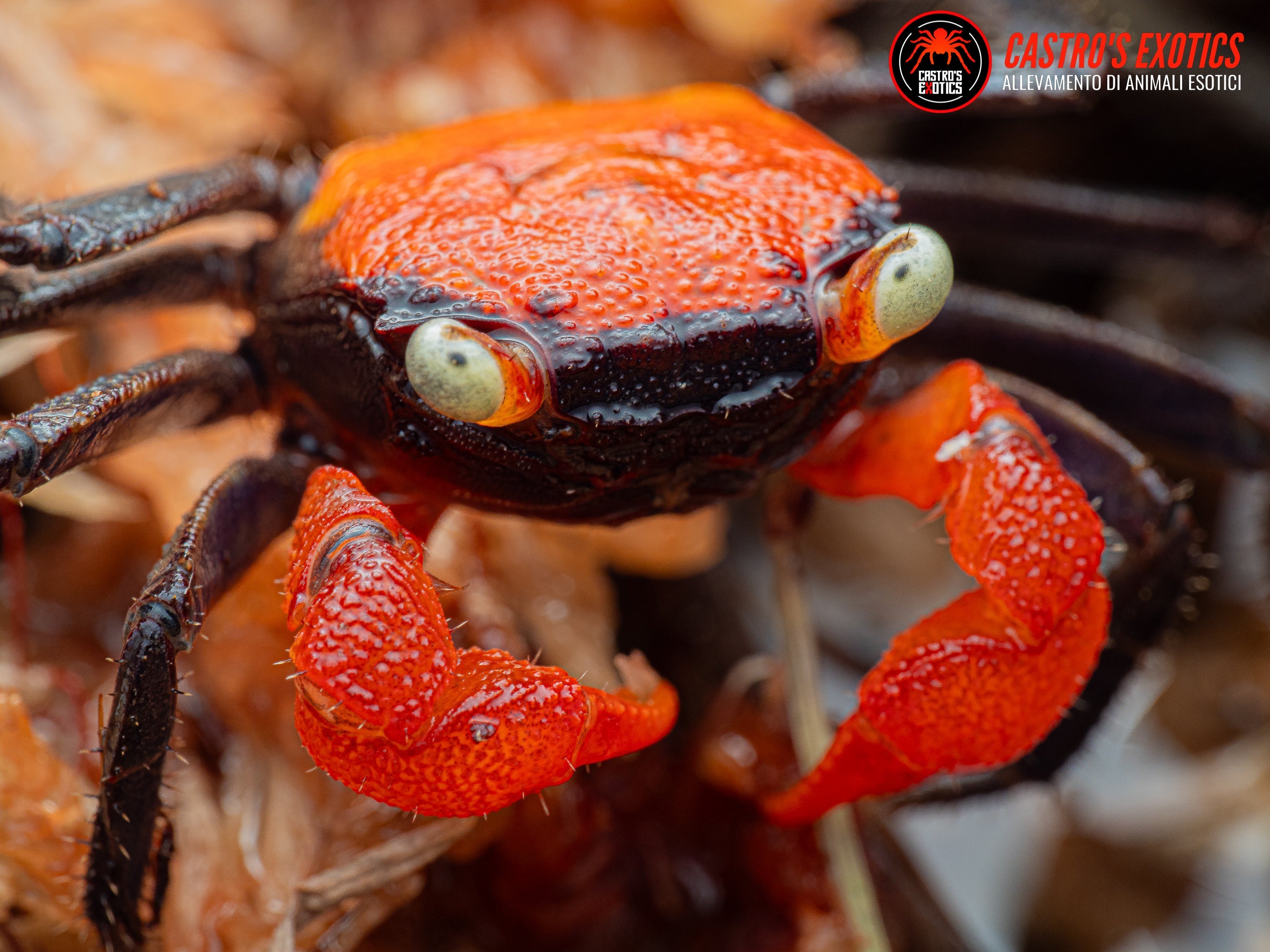 GRANCHI VAMPIRO – Castro's Exotics